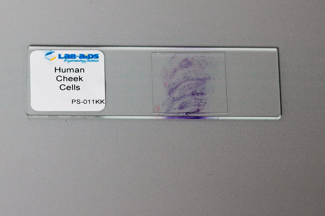 Prepared Microscope Slide, Human Cheek Cells | Lab-Aids