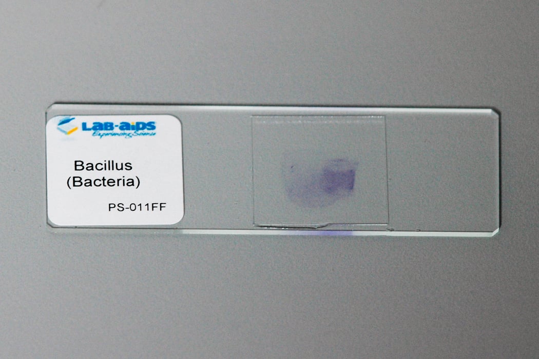 Prepared Microscope Slide, Bacillus (Bacteria) | Lab-Aids