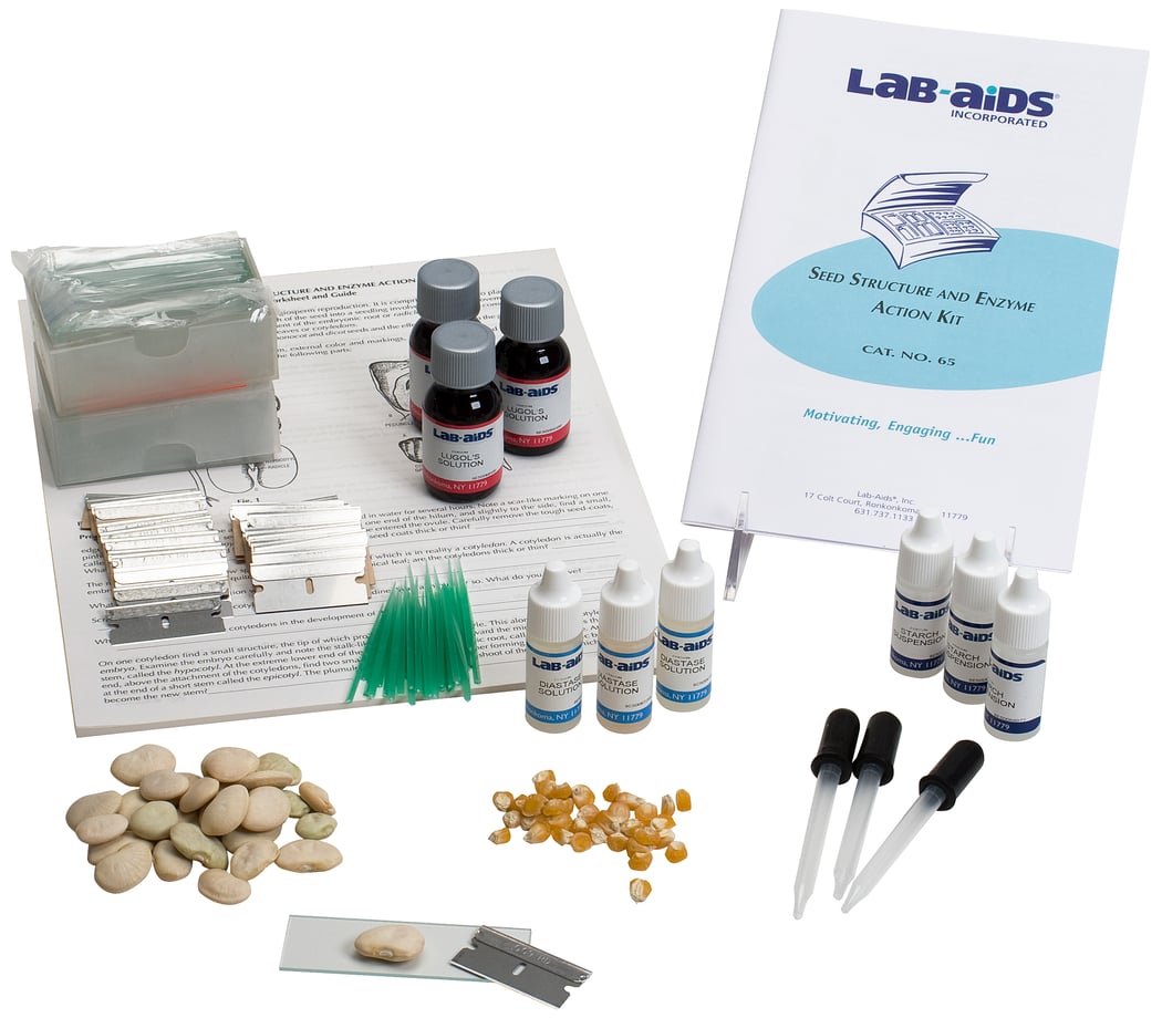 Seed Structure & Enzyme Action | Lab-Aids