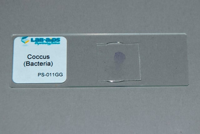 Coccus Bacteria, Typical, Prepared Slide | Lab-Aids