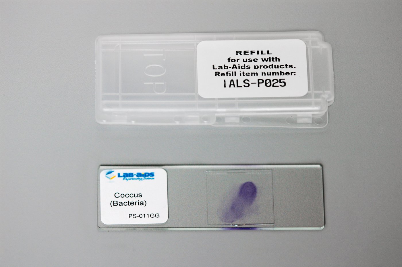 Prepared Microscope Slide, Coccus (Bacteria) | Lab-Aids