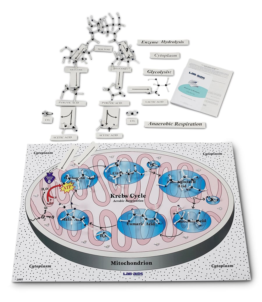 Molecules of Metabolism: Understanding Digestion and Respiration ...