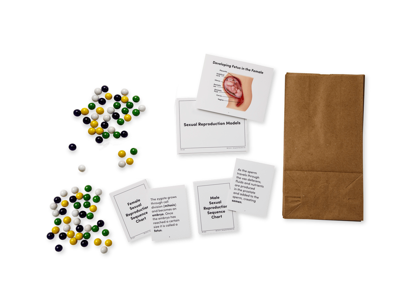 Saving the Mountain Lion | Lab-Aids