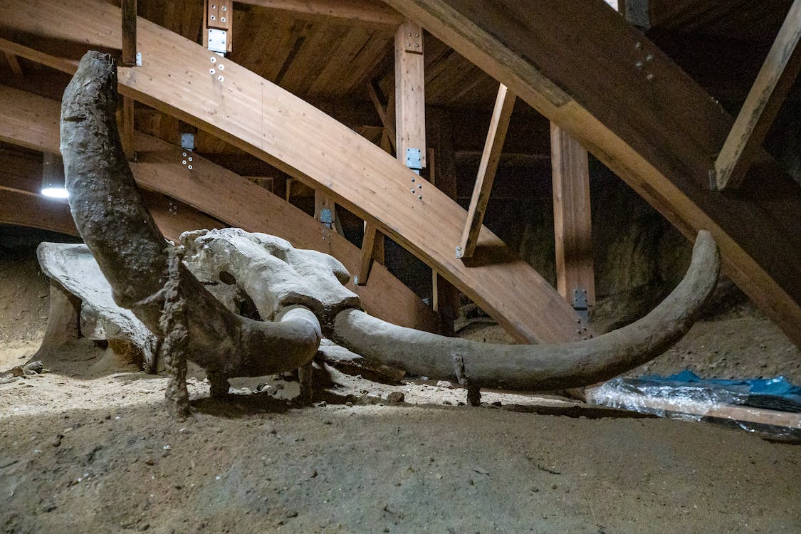 New Visions Woolly Mammoth Equipment Package | Lab-Aids