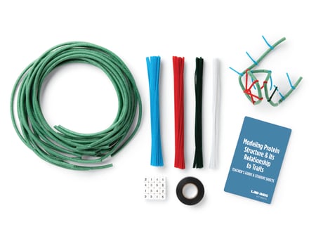 Modeling Protein Structure & Its Relationship to Traits | Lab-Aids