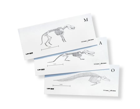 Evolution: Examining Fossil and DNA Evidence | Lab-Aids