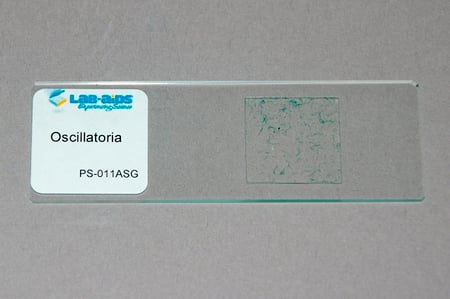 Oscillatoria Slide | Lab-Aids