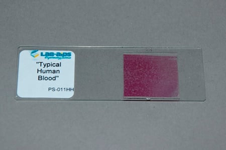 Human Blood, Typical, Prepared Slide | Lab-Aids