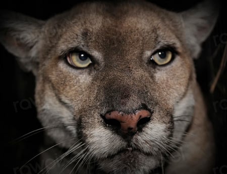New Visions Saving the Mountain Lion Equipment Package | Lab-Aids