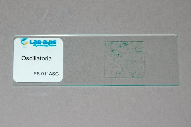 Oscillatoria Slide | Lab-Aids