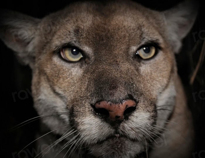 New Visions Saving the Mountain Lion Equipment Package | Lab-Aids